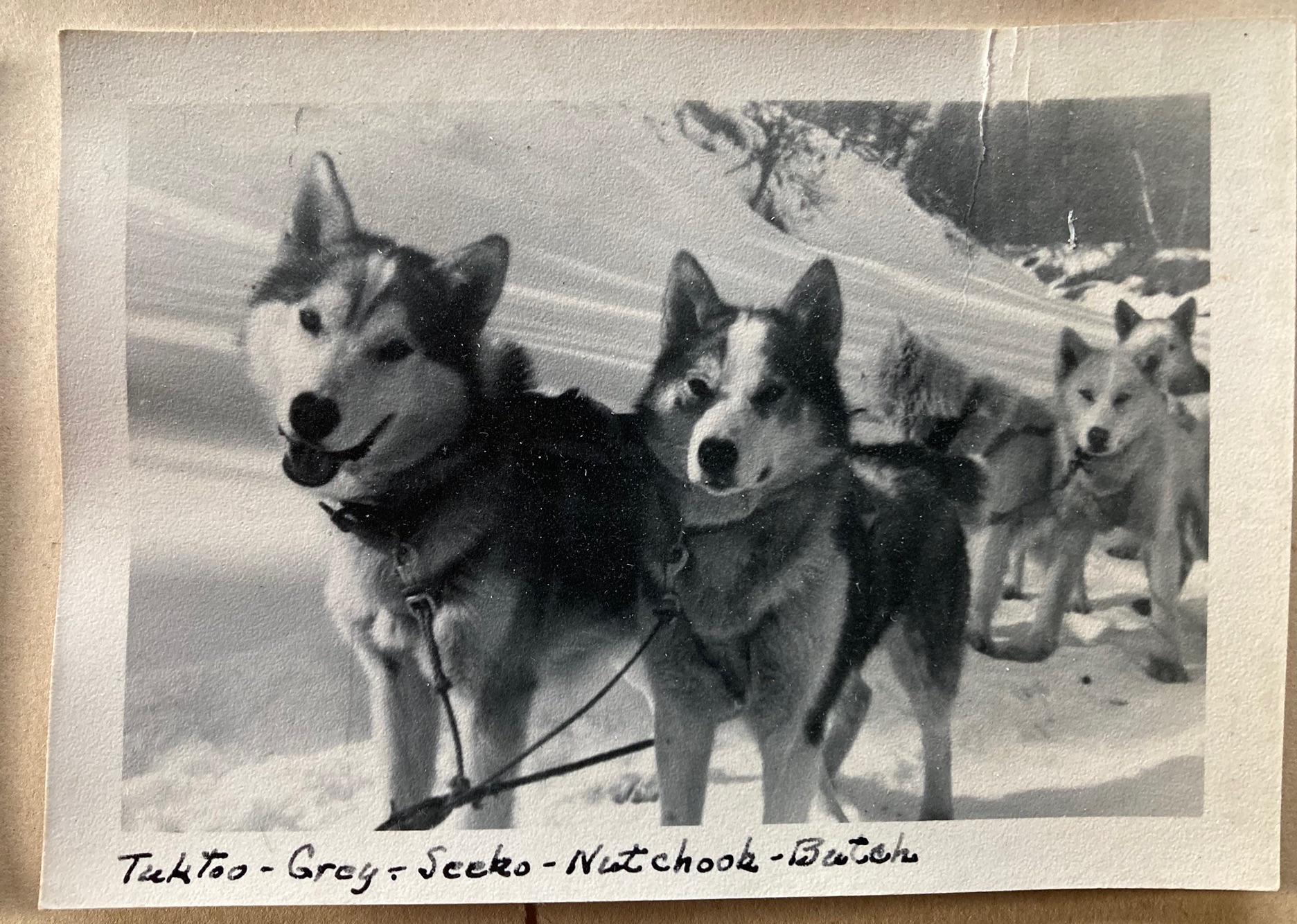 Dog Sledding in the 1940s – The MattGyvers